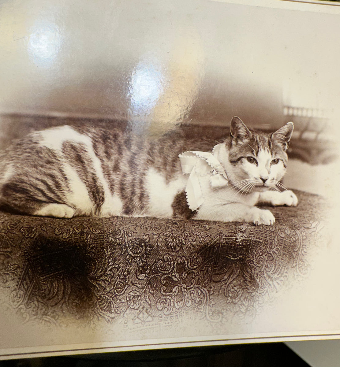 THE BEST Antique CAT PHOTO Rhode Island 1890s Original / 19th Century ...
