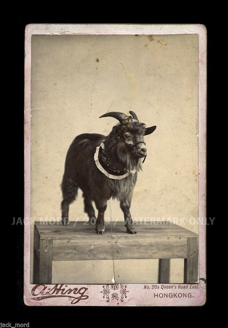 Rare Antique Photo Cute Navy GOAT Mascot Royal Navy Ship HMS DIDO Hong ...
