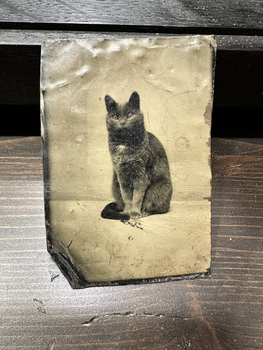 WONDERFUL ANTIQUE CAT TINTYPE! 1870s ORIGINAL PHOTO RARE PET PORTRAIT ...