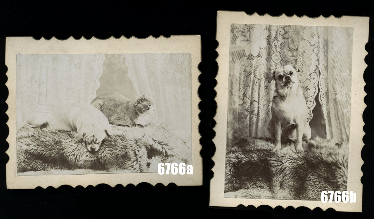 Great Pair of Antique 1900s Photos of a Funny Dog & Cat Brother – The ...