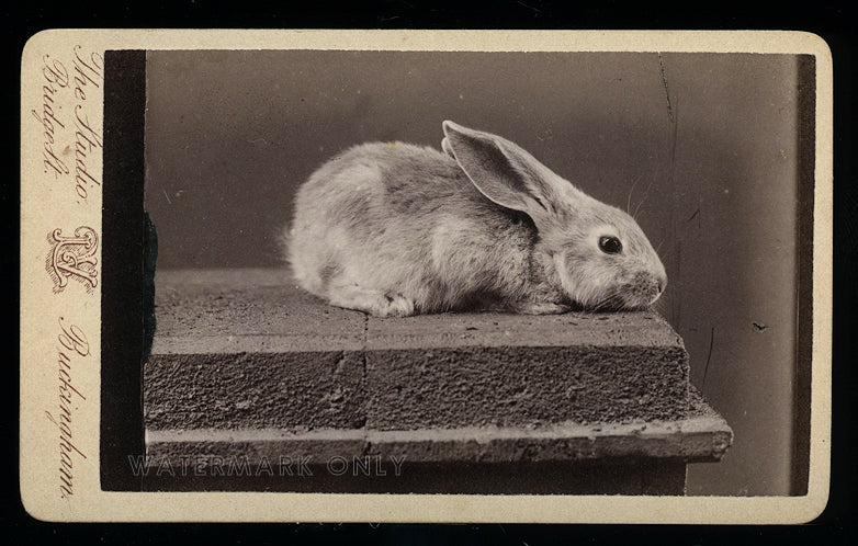 Excellent Antique CDV Photo Cute Rabbit Photograph Bunny Rare Animal 1 ...